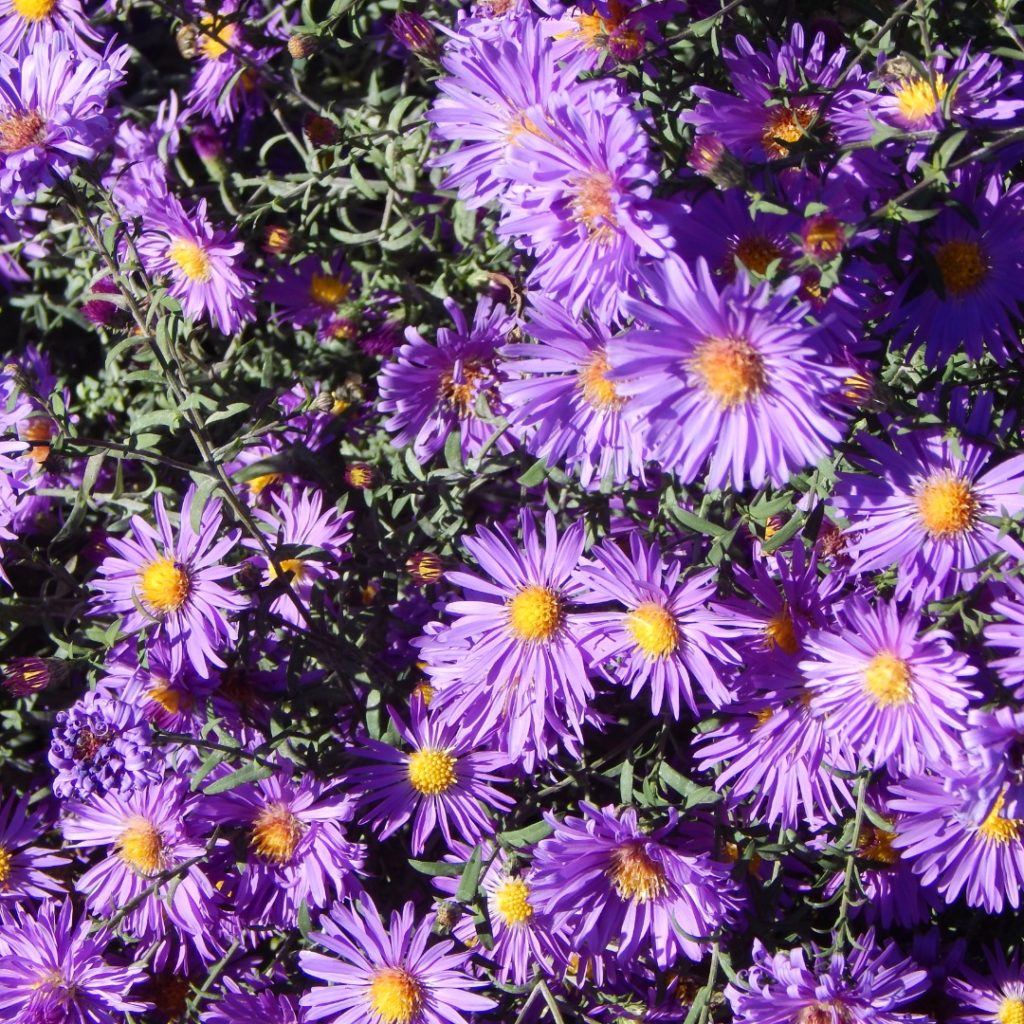 Symphyotrichum novae-angliae (new england aster) – Butterfly Effect Farm