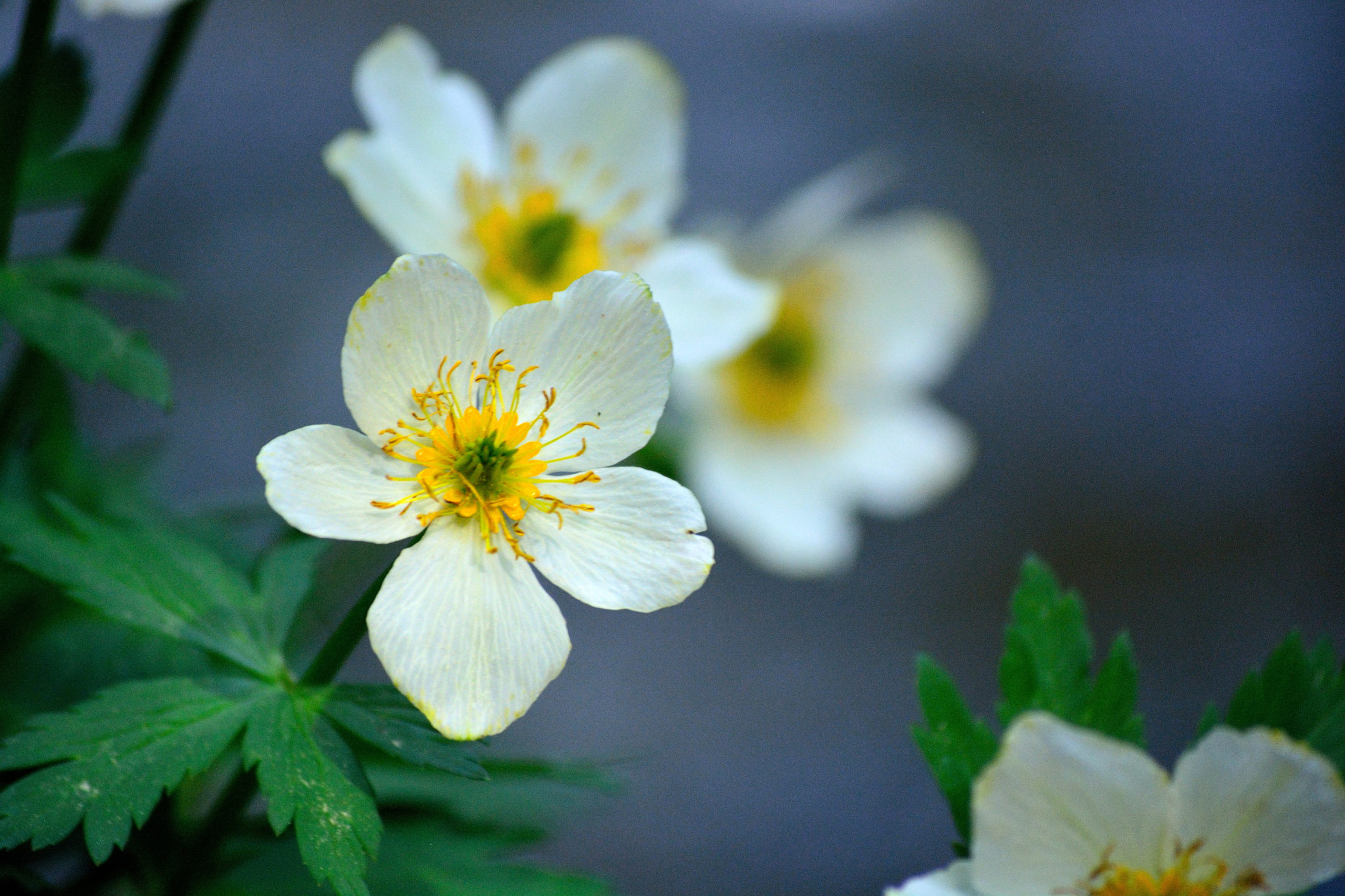 Trollius laxus (American globeflower) – Butterfly Effect Farm