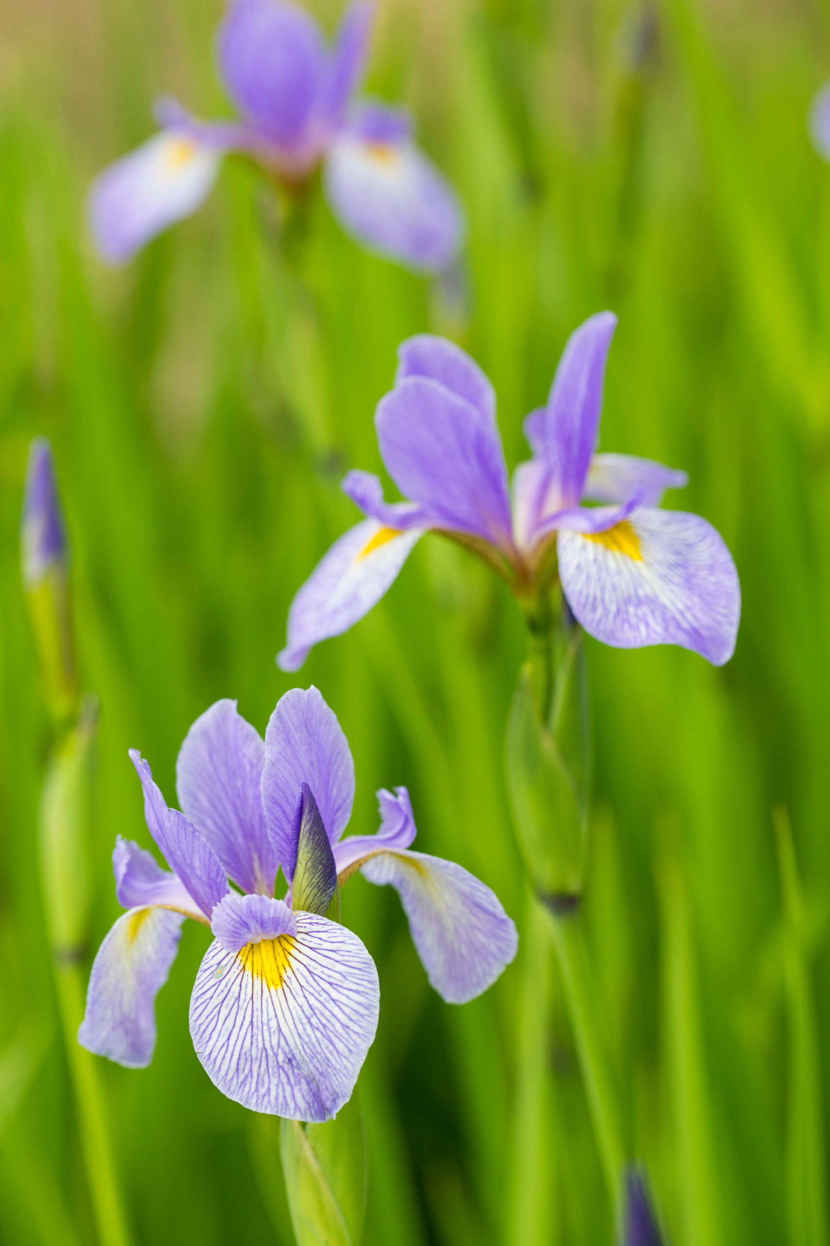 Iris versicolor (blue flag iris) – Butterfly Effect Farm