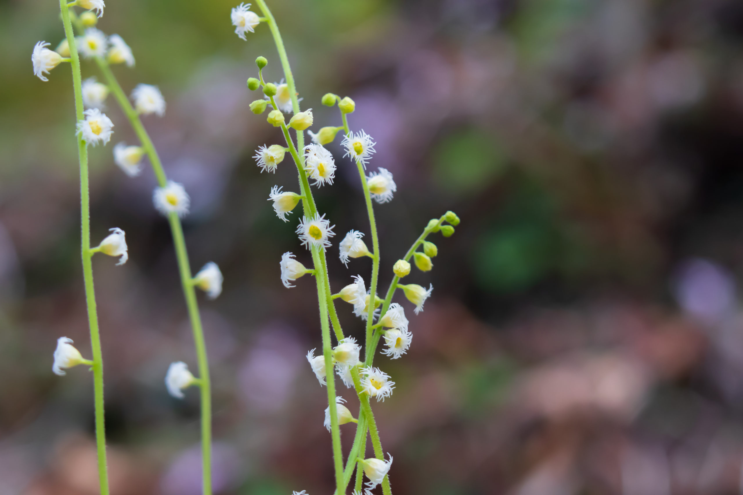 Mitella diphylla (bishop’s-cap, twoleaf miterwort) – Butterfly Effect Farm