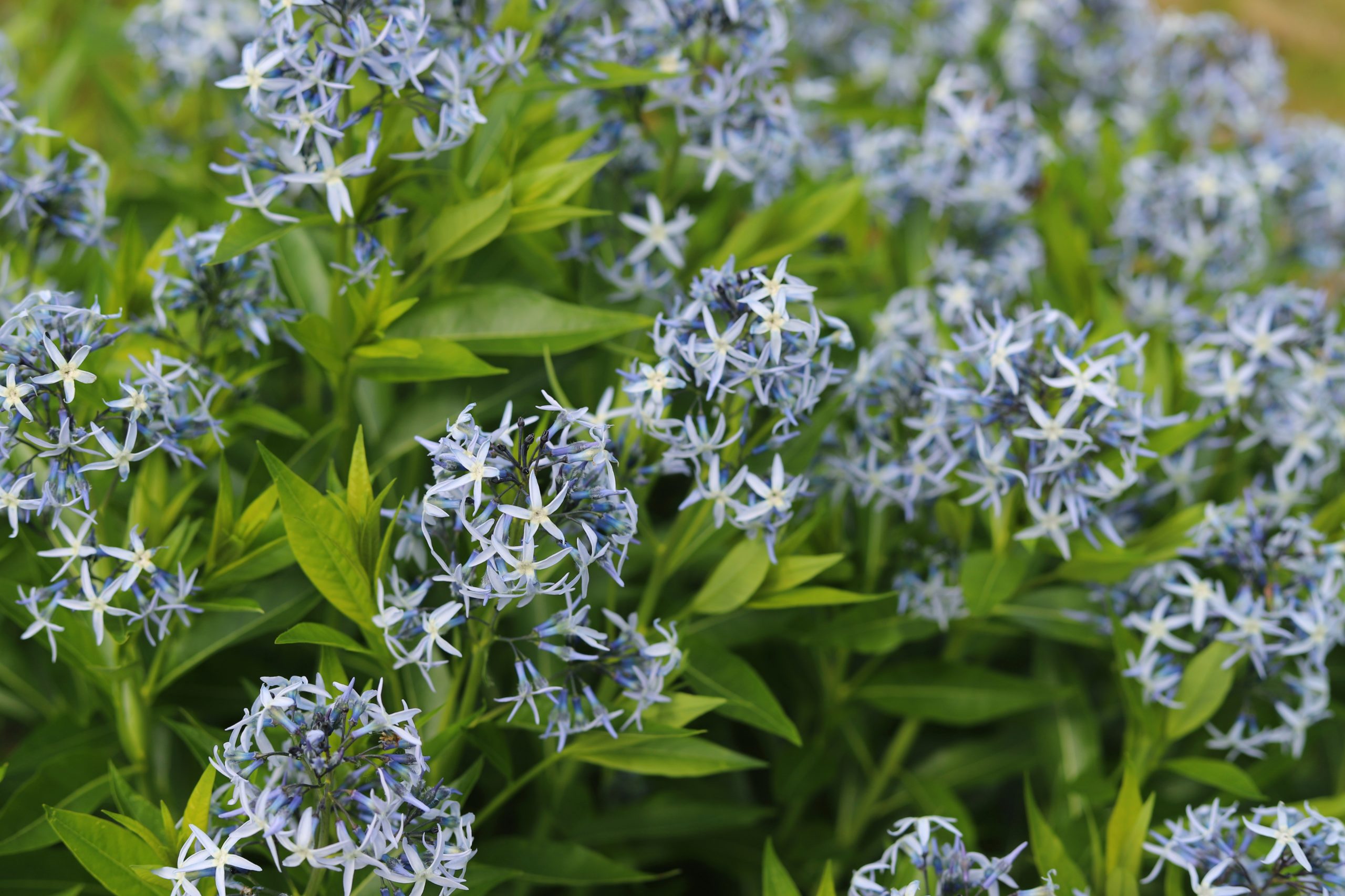 Amsonia tabernaemontana (eastern bluestar) – Butterfly Effect Farm