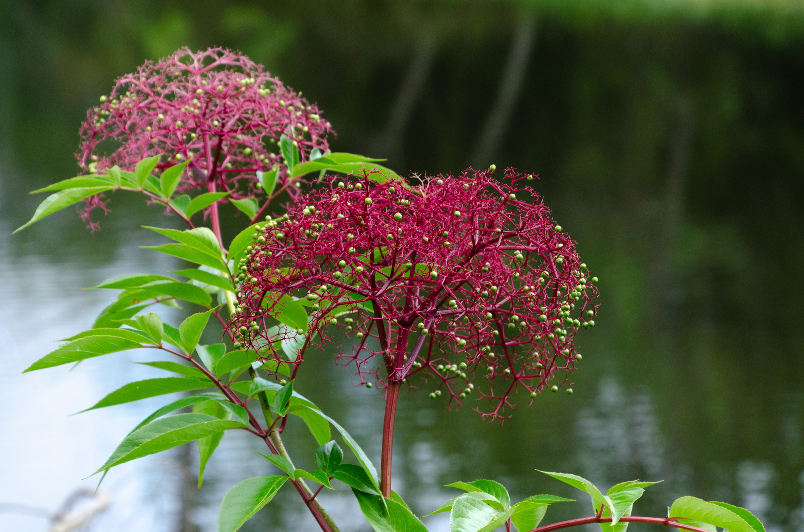 Sambucus canadensis (common or american elderberry) – Butterfly Effect Farm