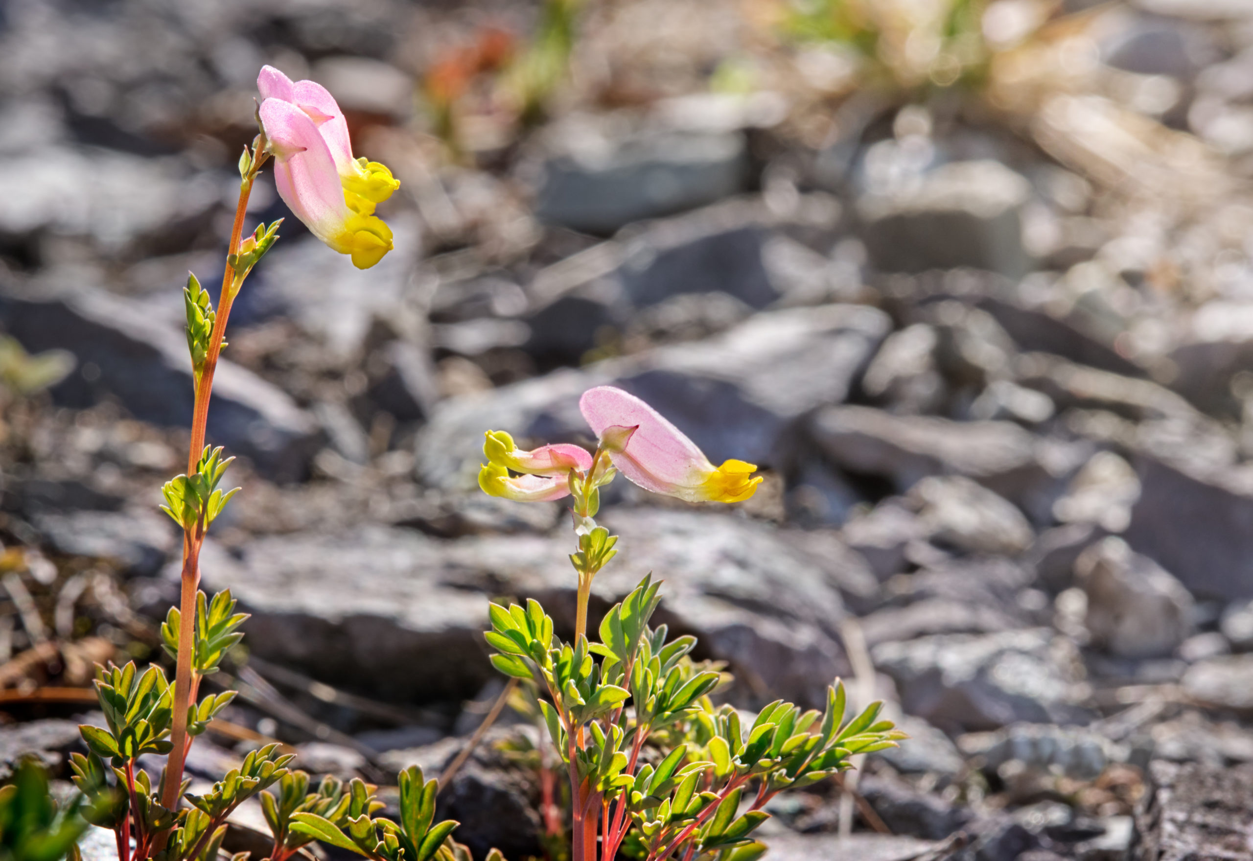 Capnoides sempervirens (pink-corydalis, rock harlequin) – Butterfly ...