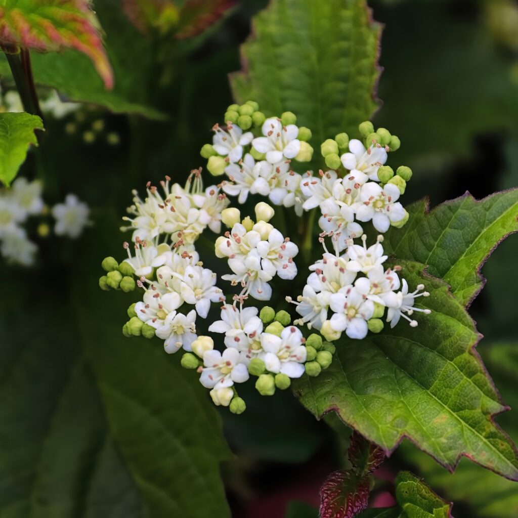 Viburnum dentatum (arrowwood viburnum) – Butterfly Effect Farm