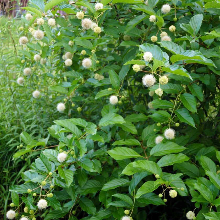 Cephalanthus occidentalis (buttonbush) – Butterfly Effect Farm