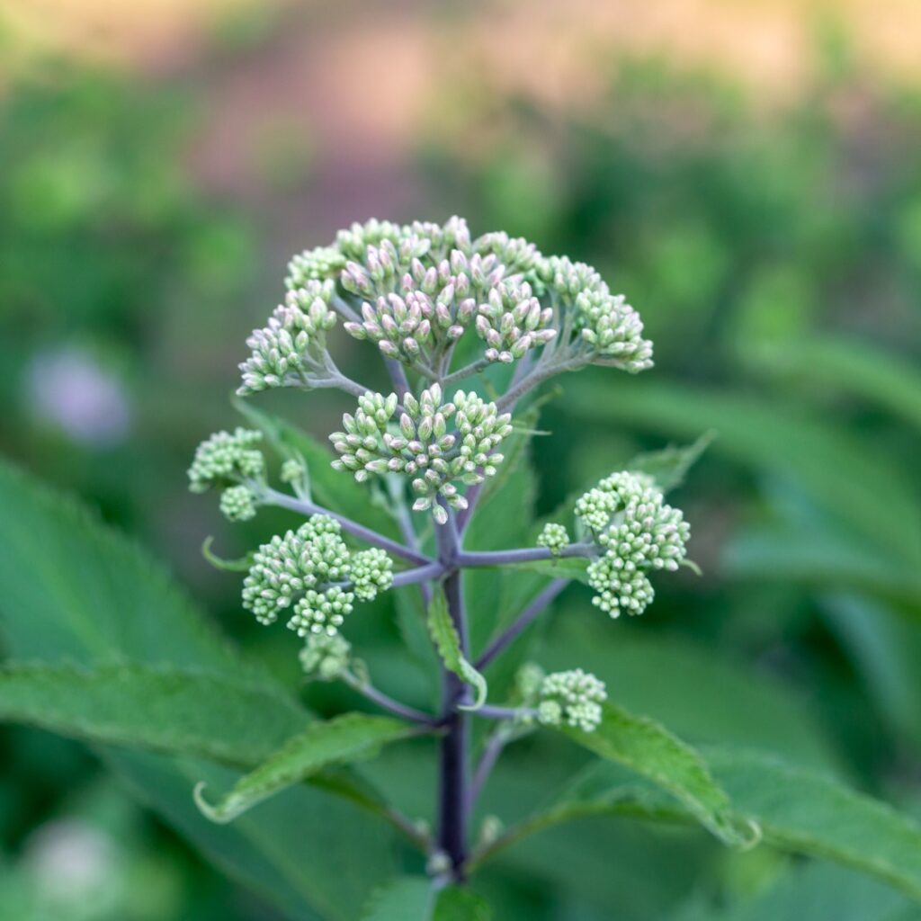 Eupatorium perfoliatum (common boneset) – Butterfly Effect Farm