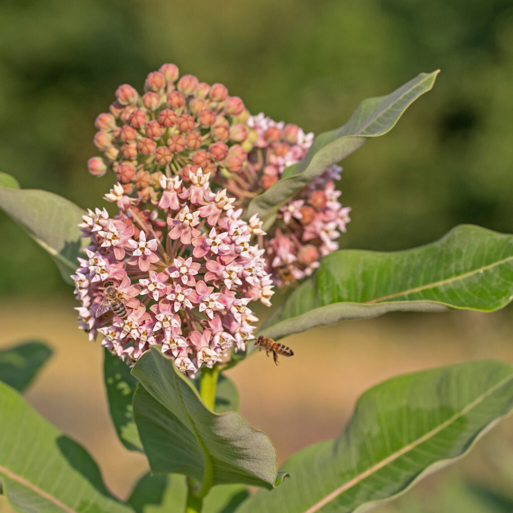 Asclepias syrica (common milkweed) – Butterfly Effect Farm