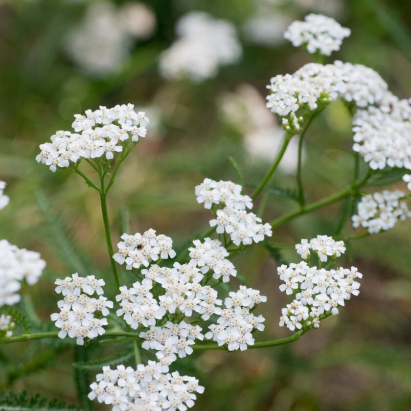 Achillea millefolium (common yarrow) – Butterfly Effect Farm