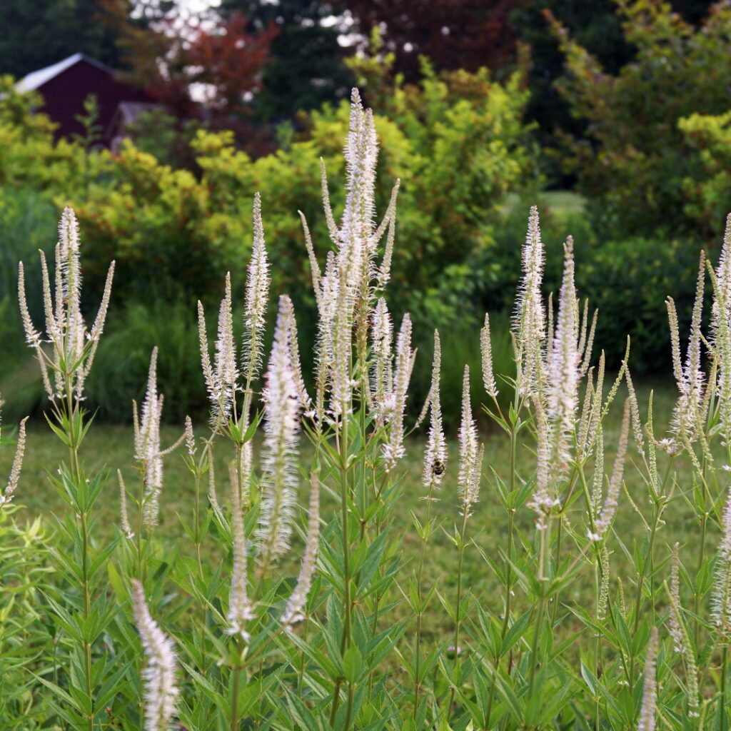 Veronicastrum virginicum (culver’s root) – Butterfly Effect Farm