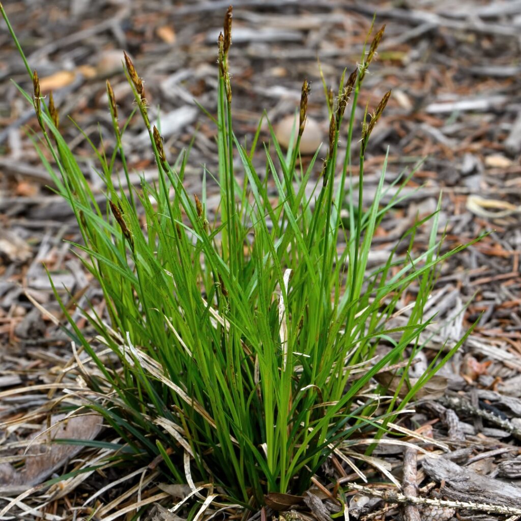 Carex pensylvanica (pennsylvania sedge) – Butterfly Effect Farm