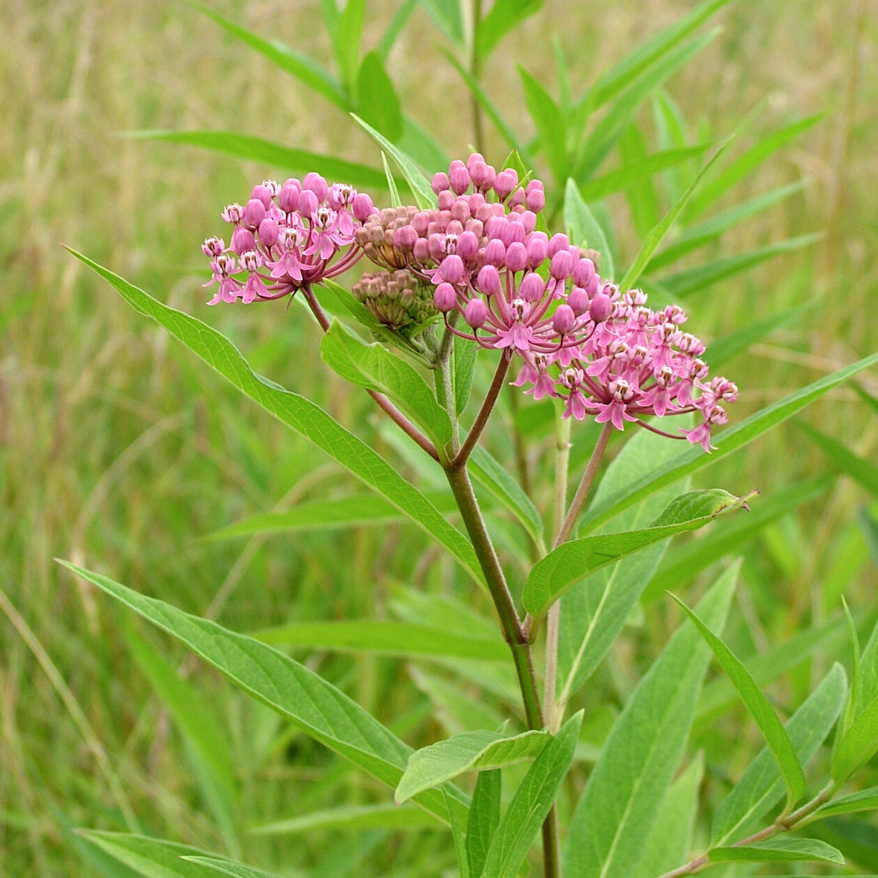 Asclepias incarnata (swamp milkweed, rose milkweed) – Butterfly Effect Farm