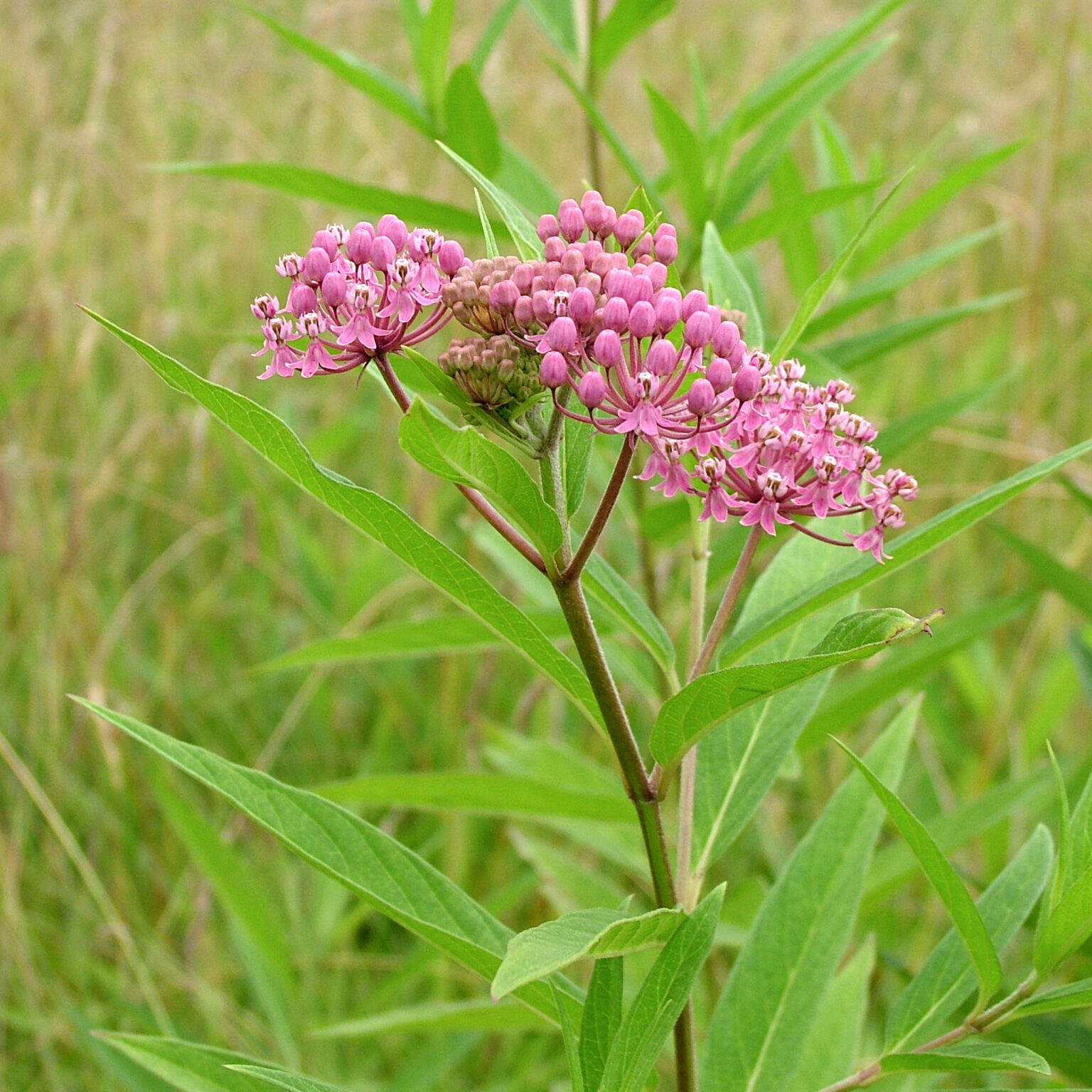Asclepias incarnata (swamp milkweed, rose milkweed) – Butterfly Effect Farm