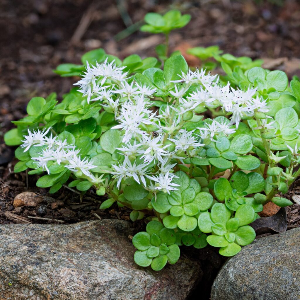 Sedum ternatum (wild stonecrop) – Butterfly Effect Farm