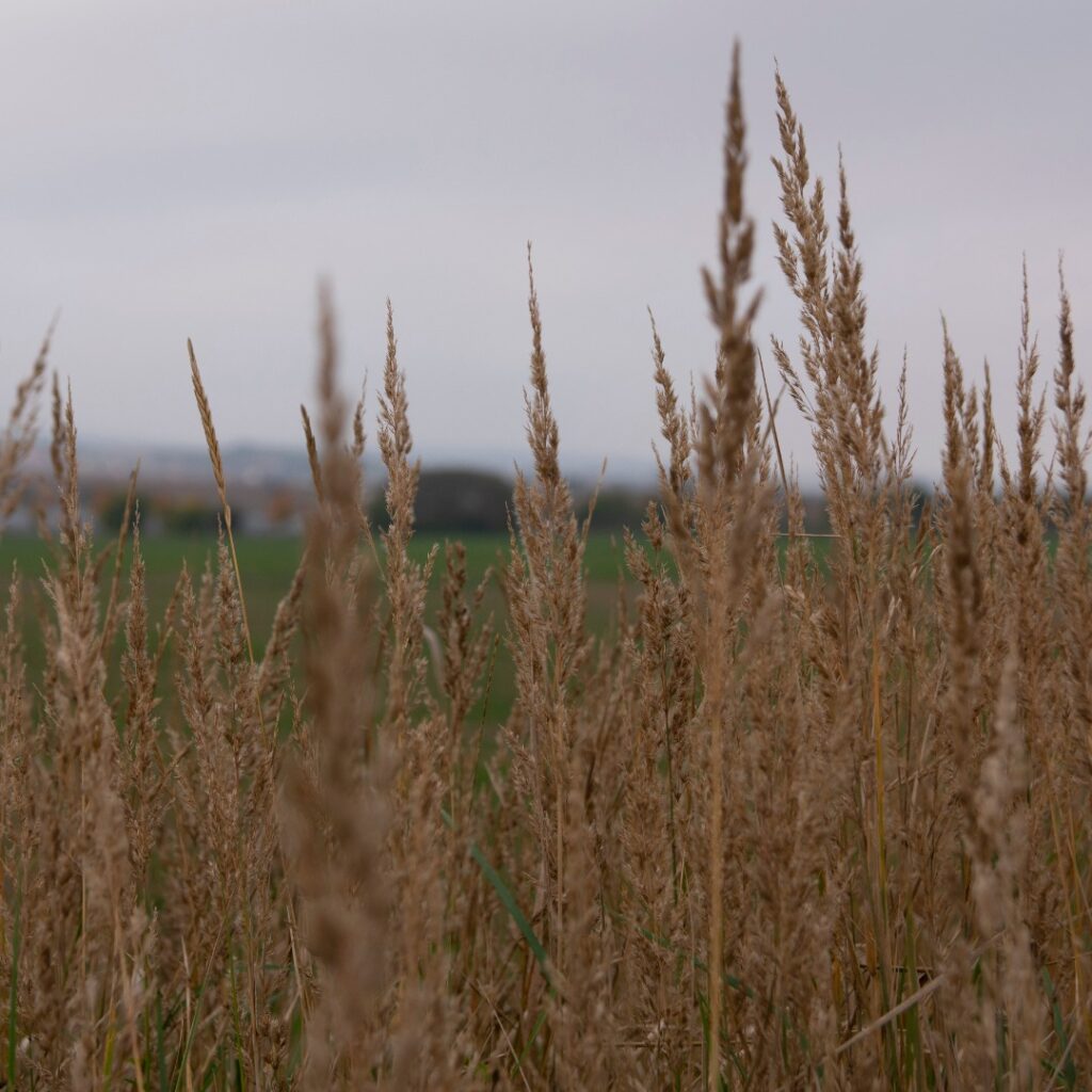 Sorghastrum nutans (yellow prairie grass, (formerly Indian grass ...